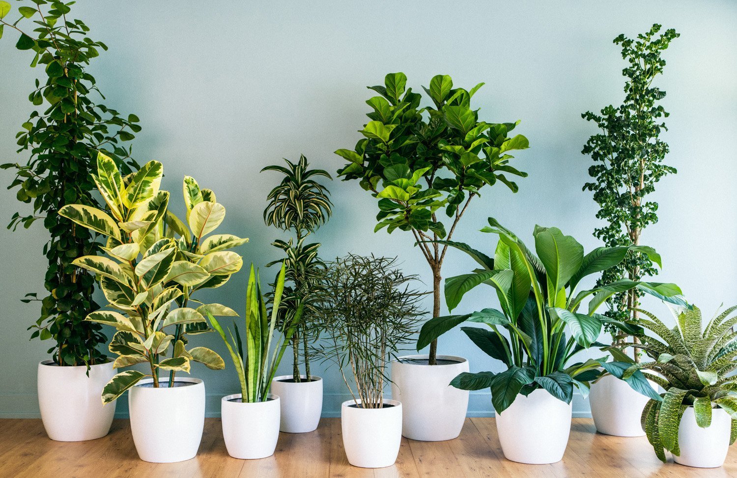 The Best Air-Cleaning Plants According To NASA
